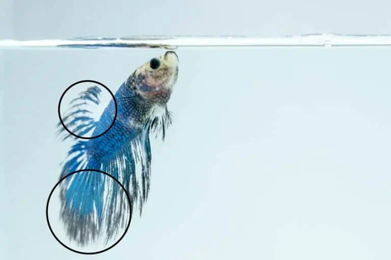Understanding the Journey of Betta Fish: Healing Fin Loss and ...